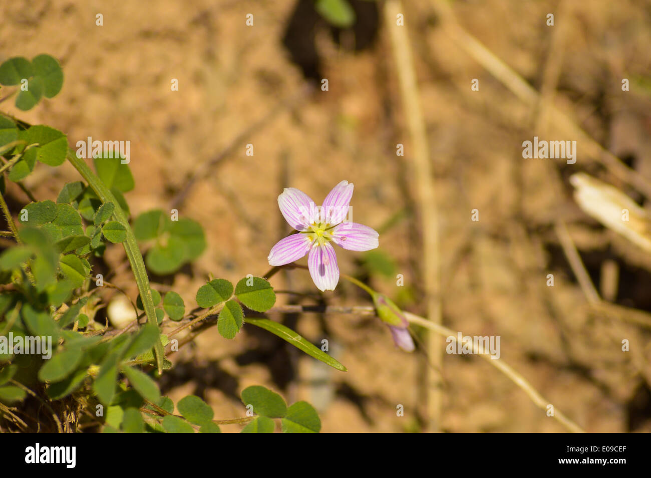 Single flower growing out of the hillside Stock Photo - Alamy