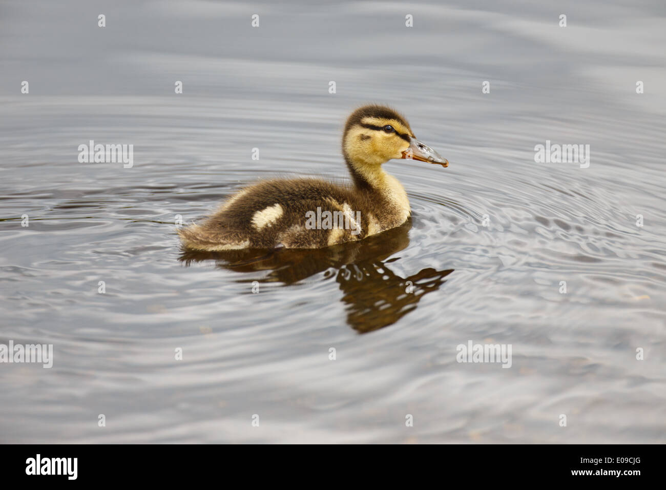 A floating baby duck with a watchful eye in a pond Stock Photo - Alamy
