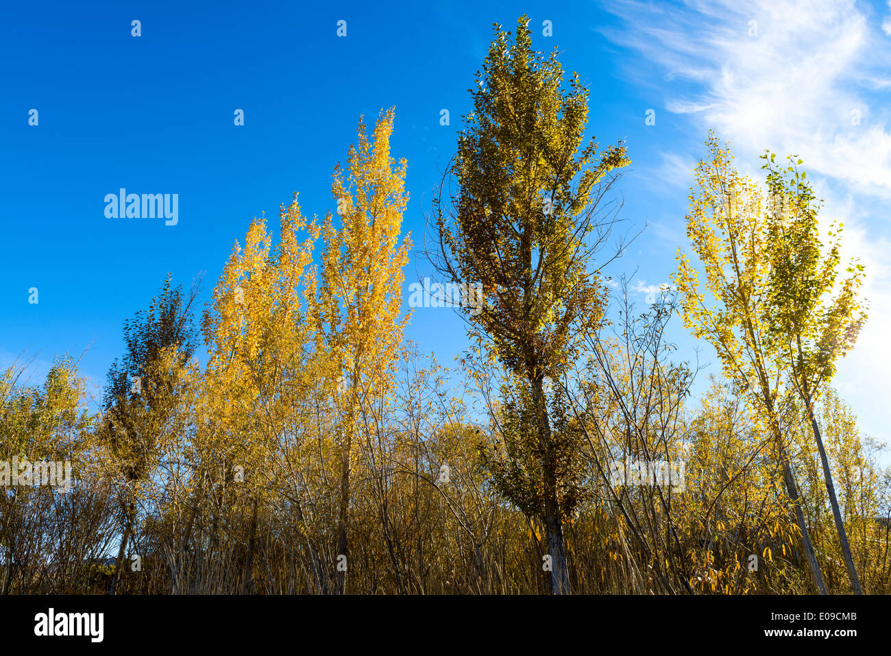 White fall birch trees with autumn leaves in background Stock Photo - Alamy