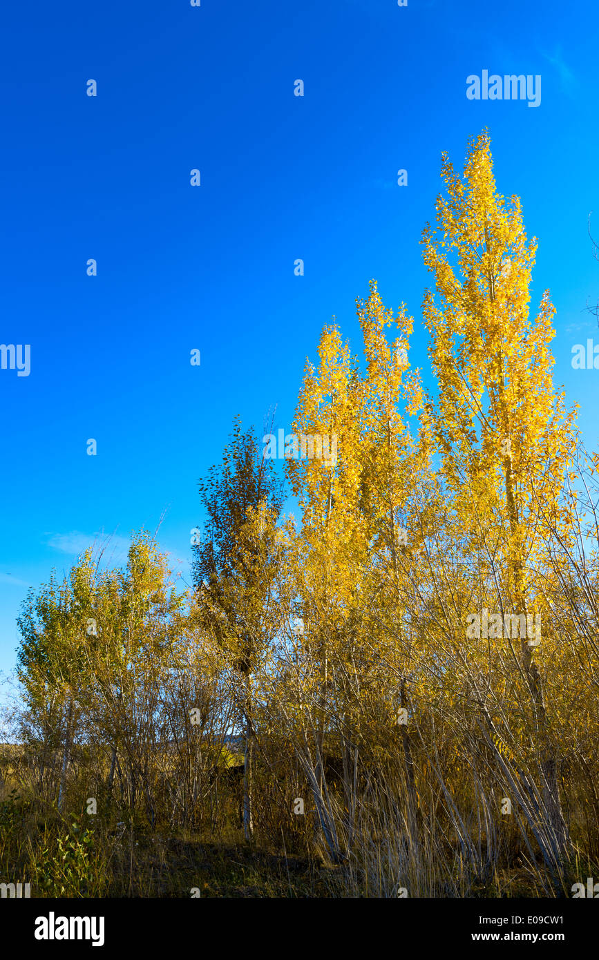 White fall birch trees with autumn leaves in background Stock Photo - Alamy