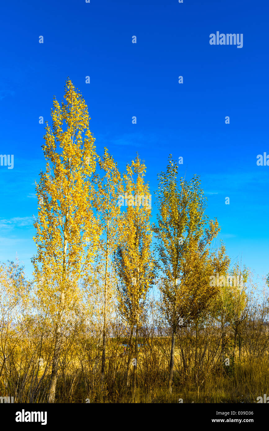 White fall birch trees with autumn leaves in background Stock Photo - Alamy