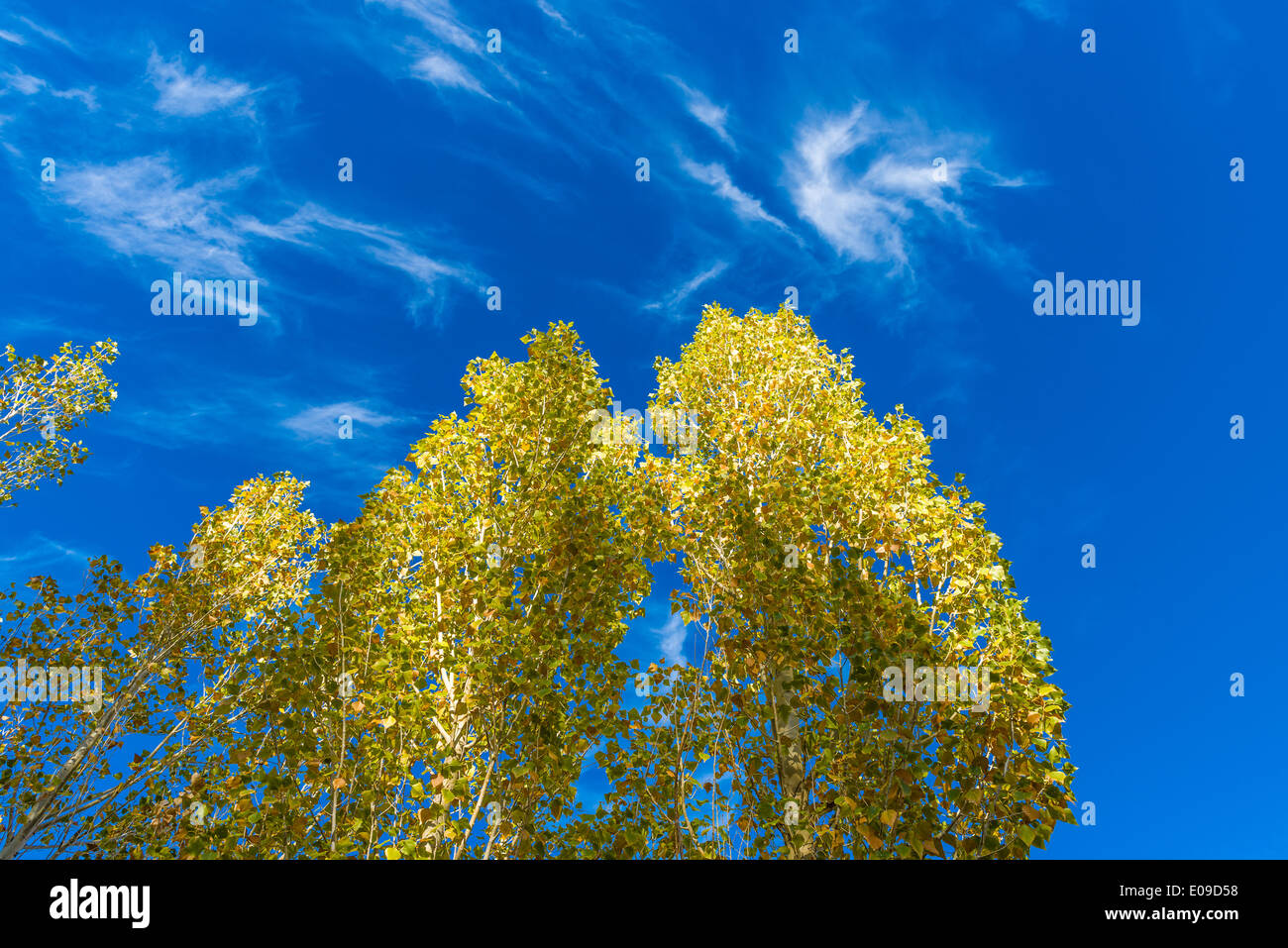 White fall birch trees with autumn leaves in background Stock Photo - Alamy