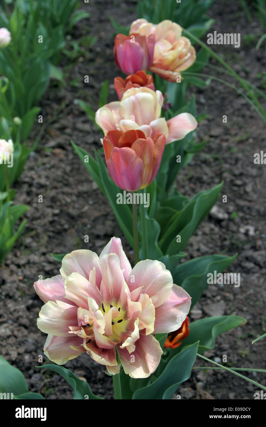 Parrot tulips hi-res stock photography and images - Alamy