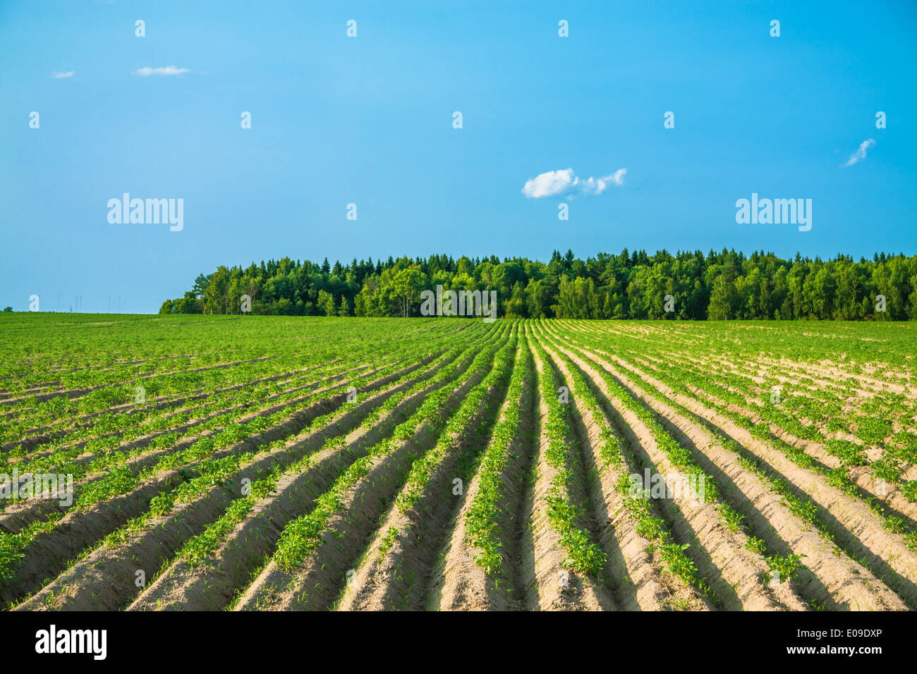 Growth potato field hi-res stock photography and images - Alamy