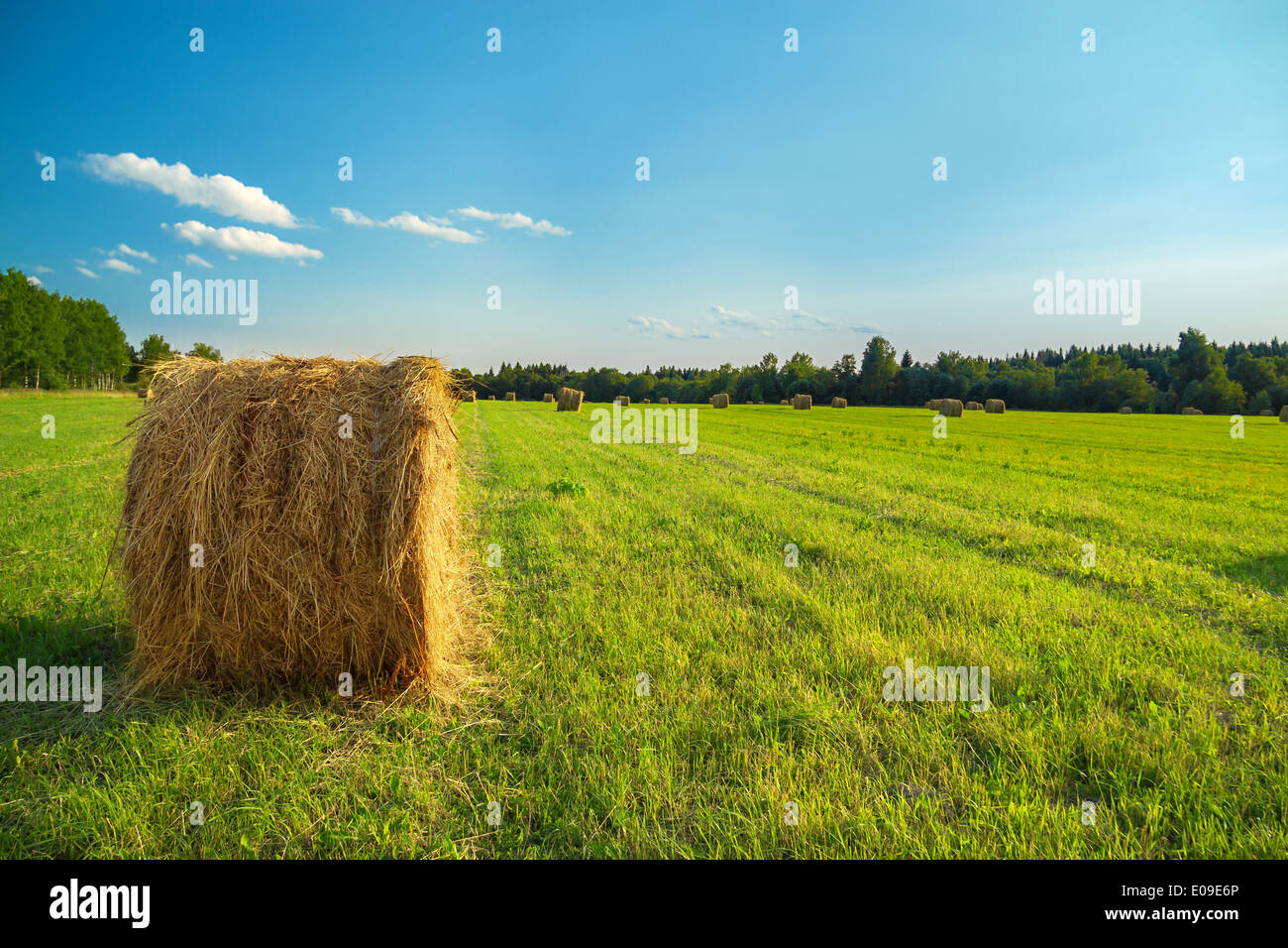 rural landscape with a field and hay Stock Photo - Alamy