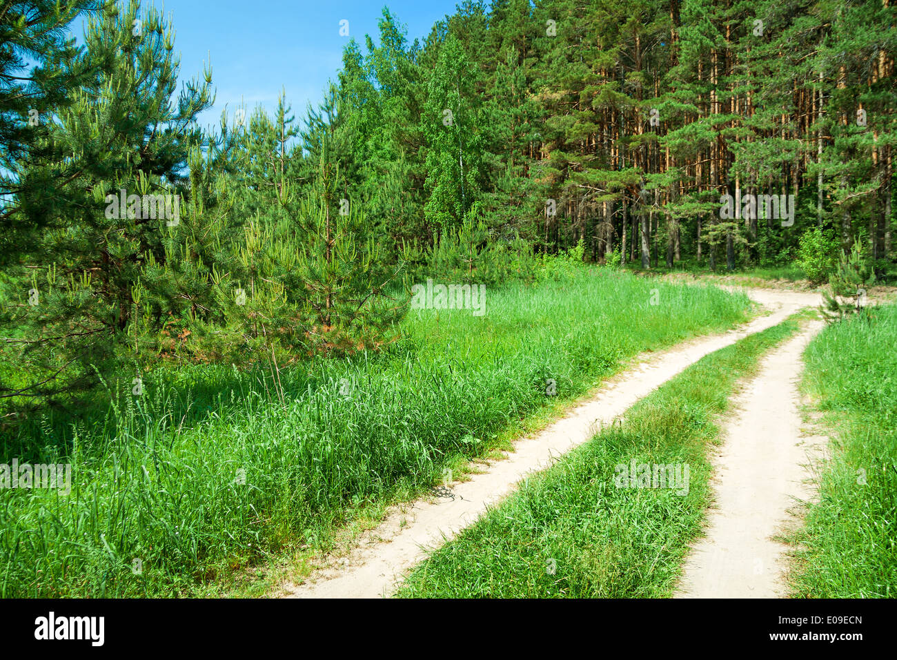 beautiful summer rural landscape with the forest and the road Stock ...
