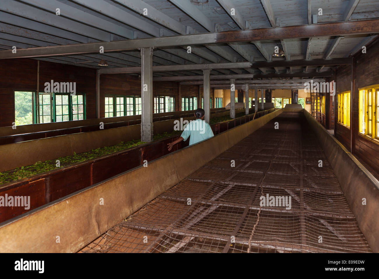 Tea factory building sri lanka hi-res stock photography and images - Alamy