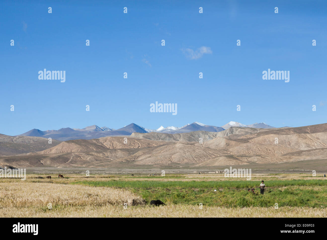 Tibet plateau farmer hi-res stock photography and images - Alamy
