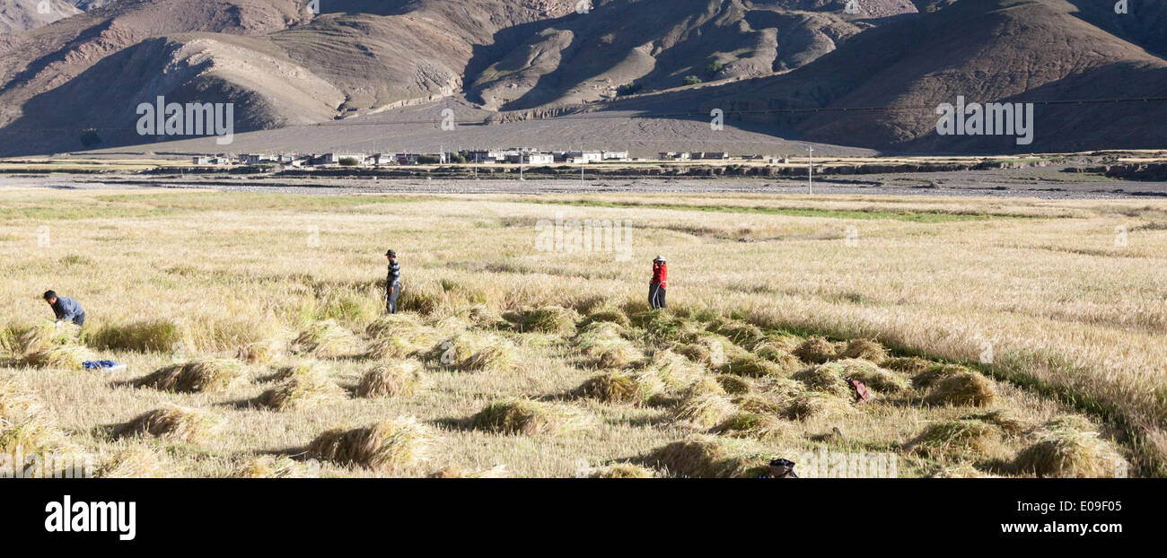 Tibet, Tibetan Plateau, Settlement, Field work in autumn Stock Photo ...
