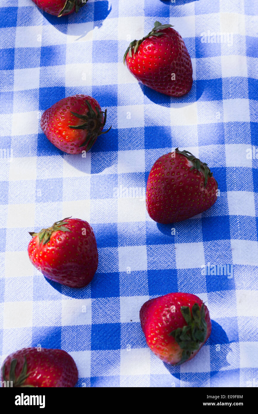 Strawberries spread out over a blue and white checkered tea towel. Shot ...
