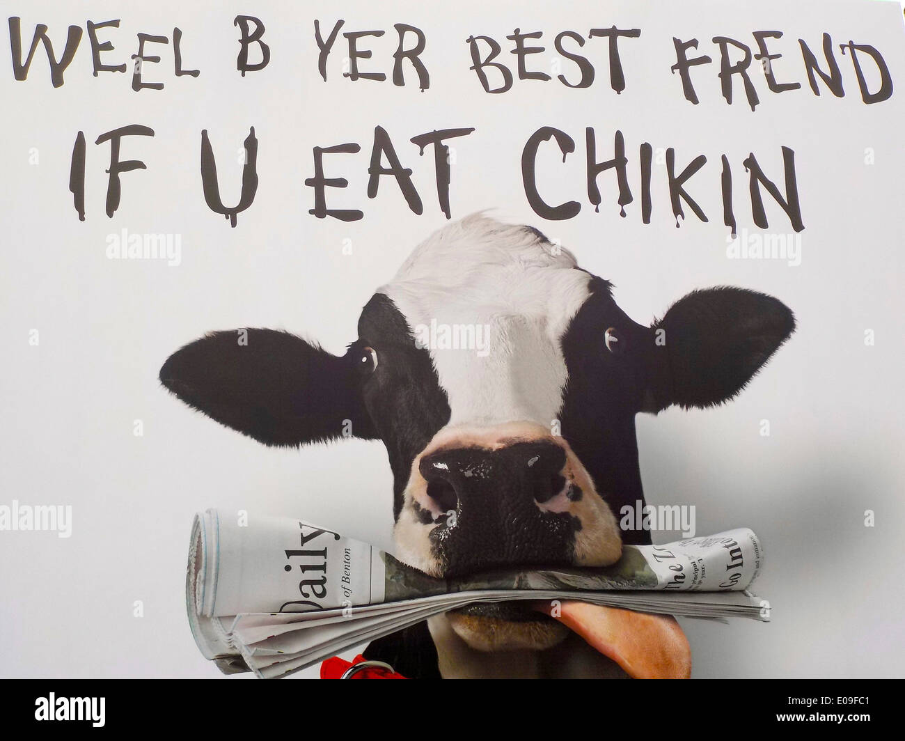 USA, Denver, cow with newspaper, saying Stock Photo - Alamy