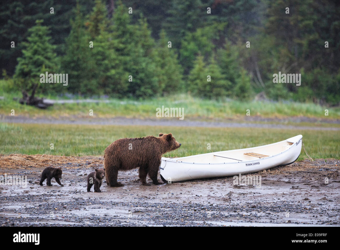 USA, Alaska, Lake Clark National Park and Preserve, Brown bear with ...