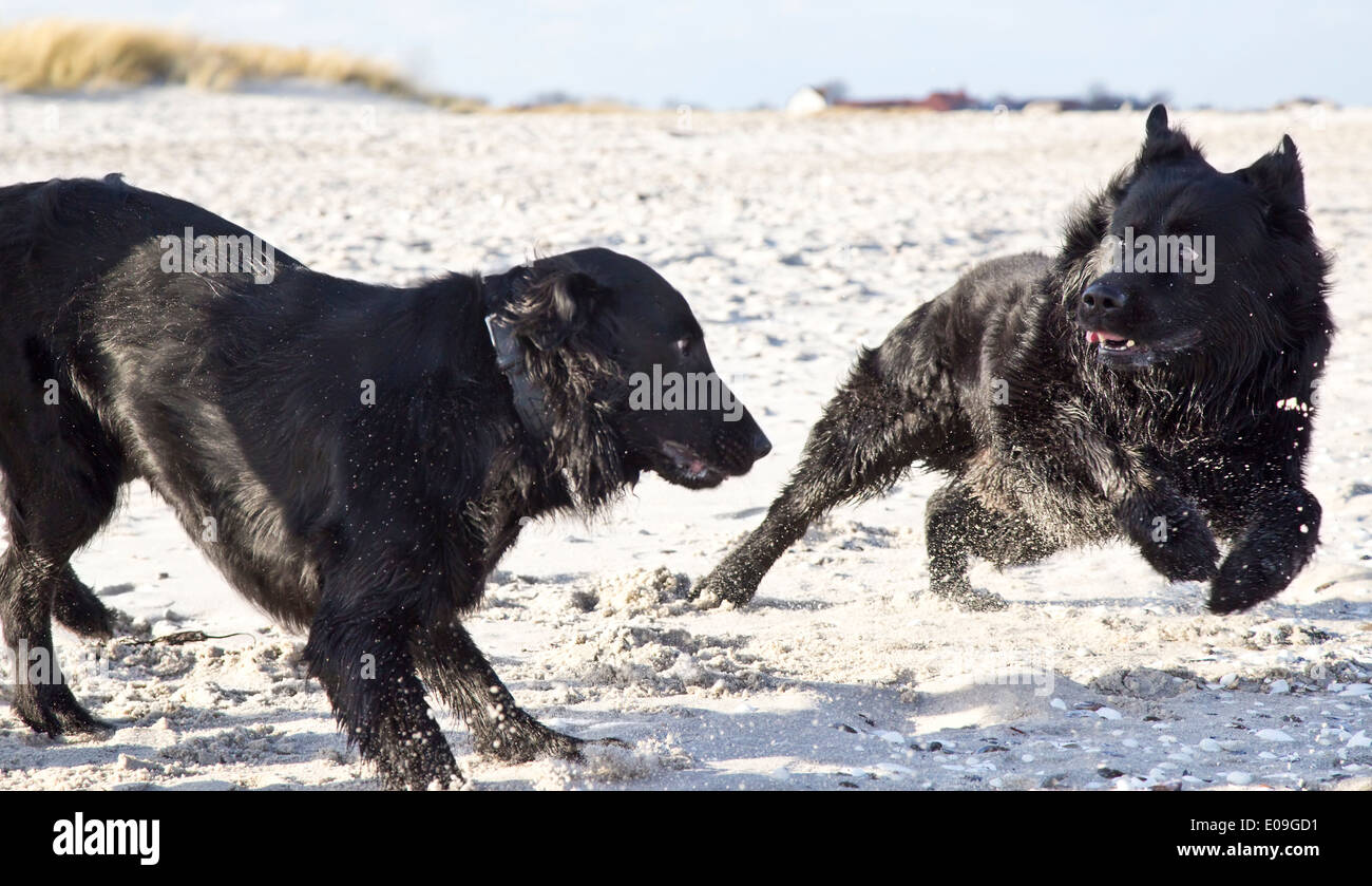 Two black dogs playing on beach Stock Photo - Alamy