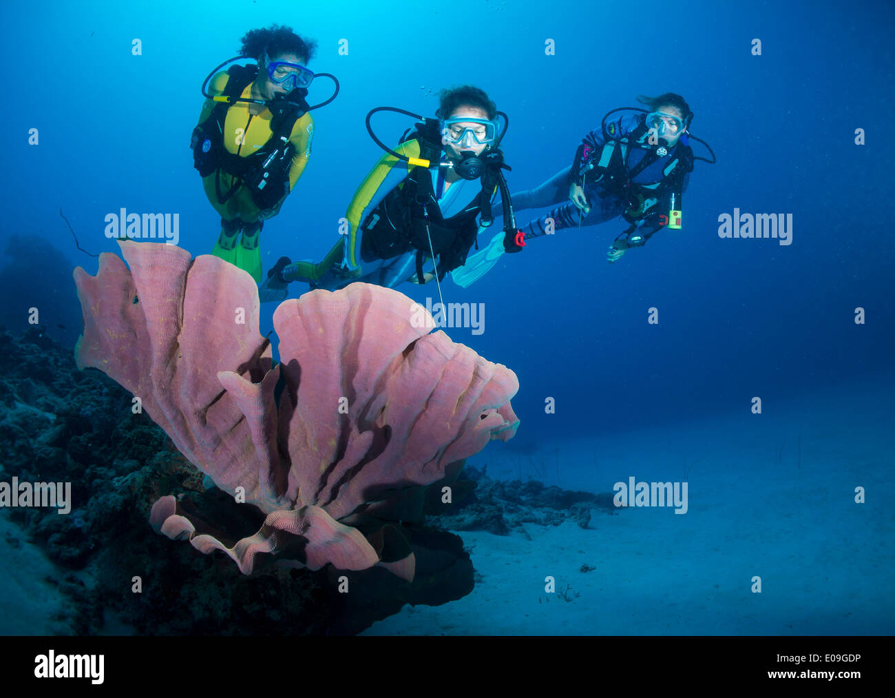 Philippines, Pacific Ocean, Divers at elephant ear sponge (Ianthella ...