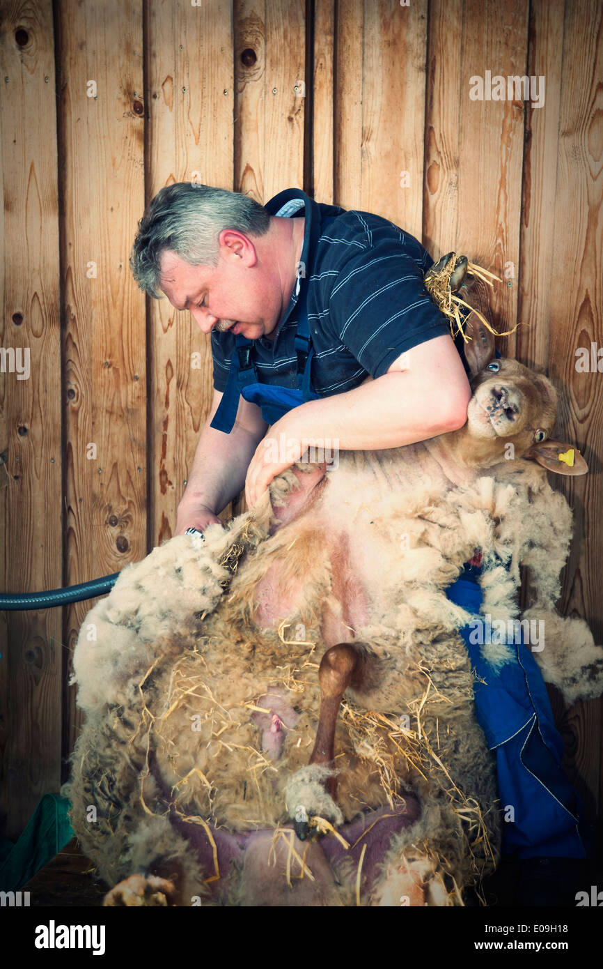 Man holding sheep hi-res stock photography and images - Alamy