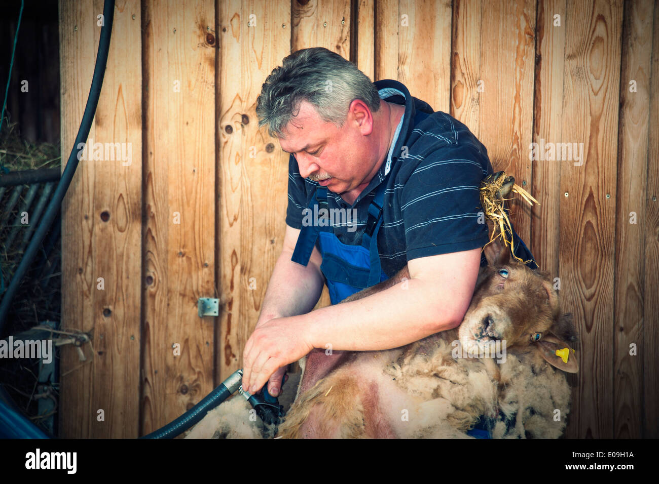 Man with sheep hi-res stock photography and images - Alamy