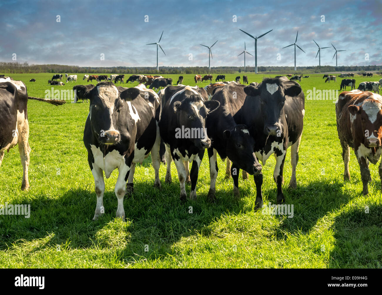 Cows grazing in lush green grass field hi-res stock photography and ...