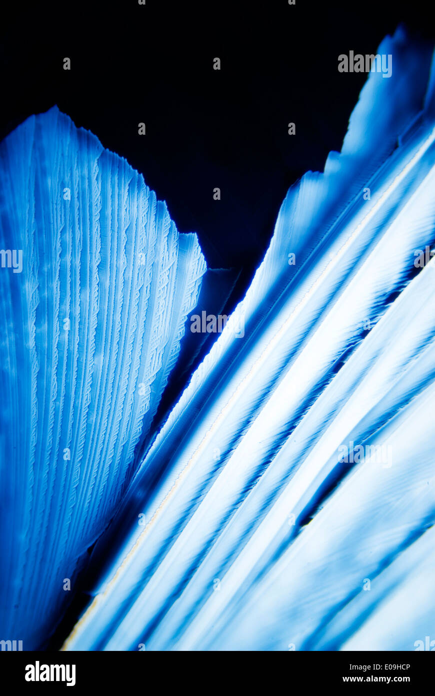 Micro Crystals in polarized Light Stock Photo - Alamy