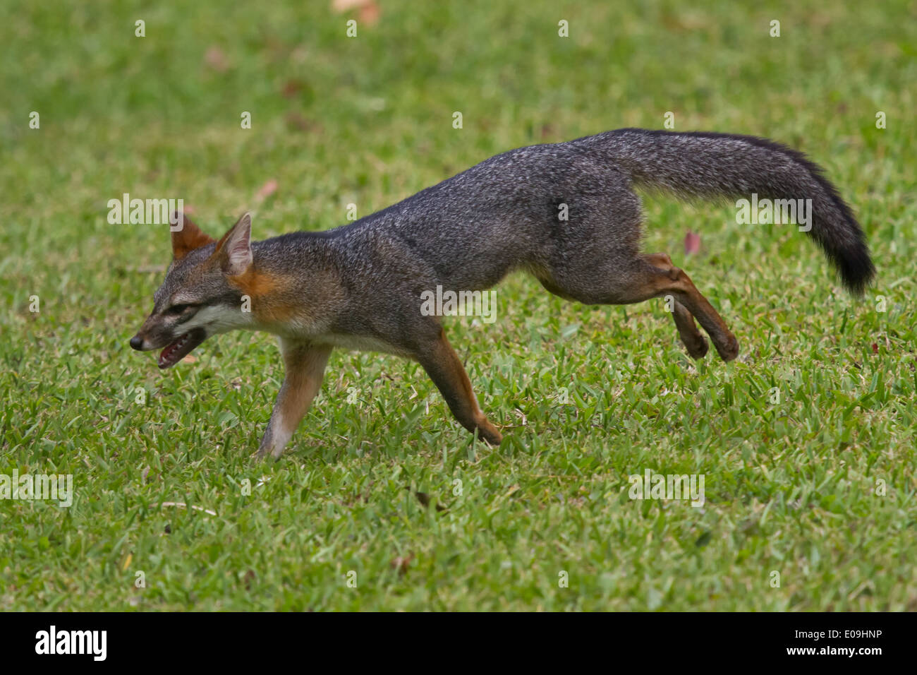 Leaping fox hi-res stock photography and images - Alamy