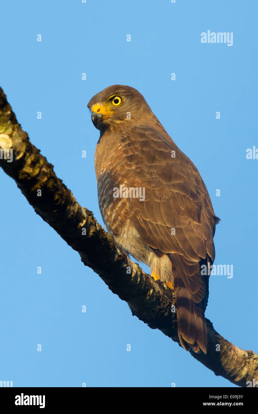 Roadside hawk hi-res stock photography and images - Alamy