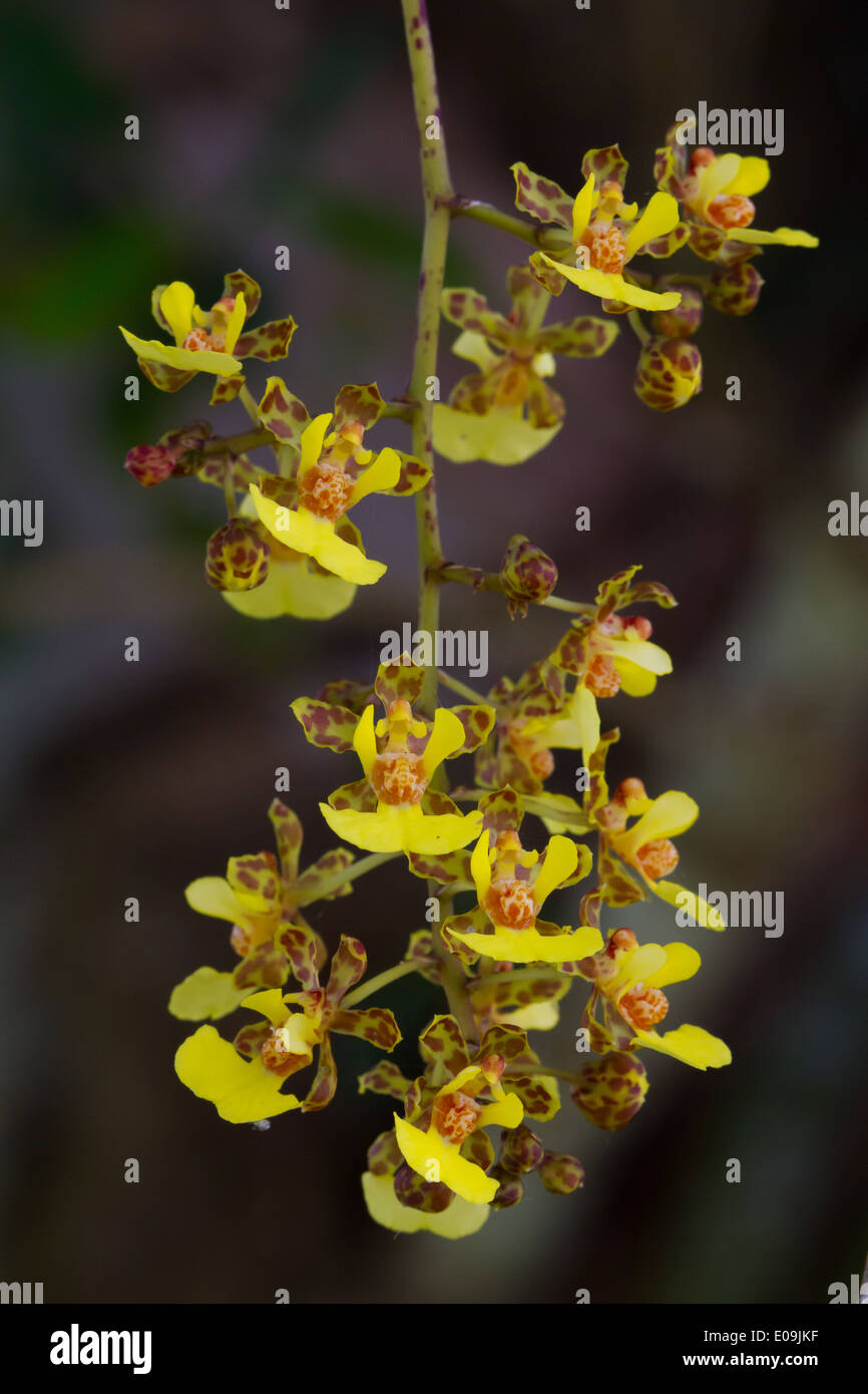 Trichocentrum ascendens orchid flowers Stock Photo - Alamy