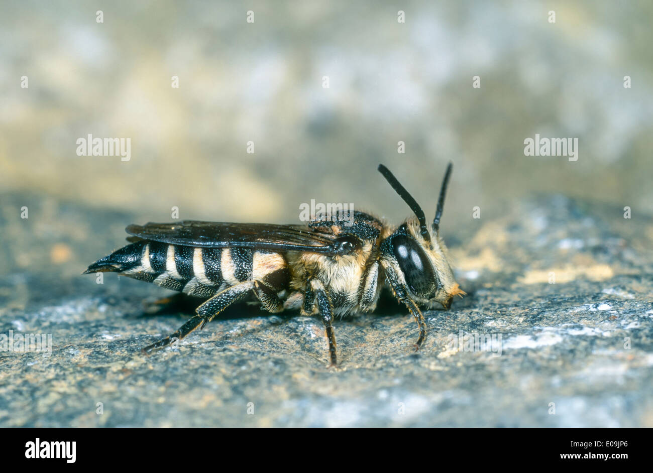 coelioxys conoidea, female Stock Photo - Alamy