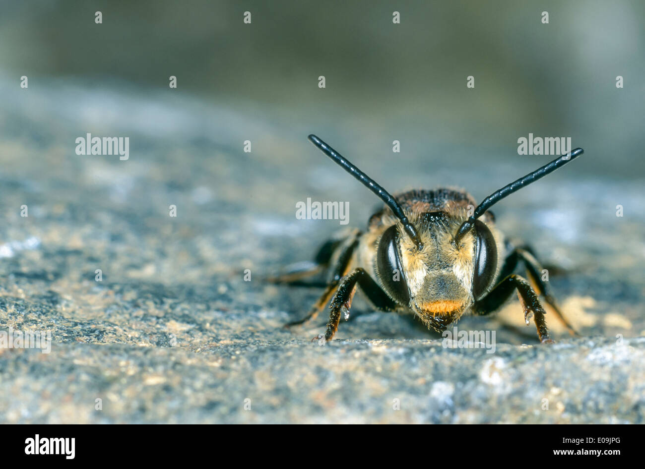 coelioxys conoidea, female Stock Photo - Alamy