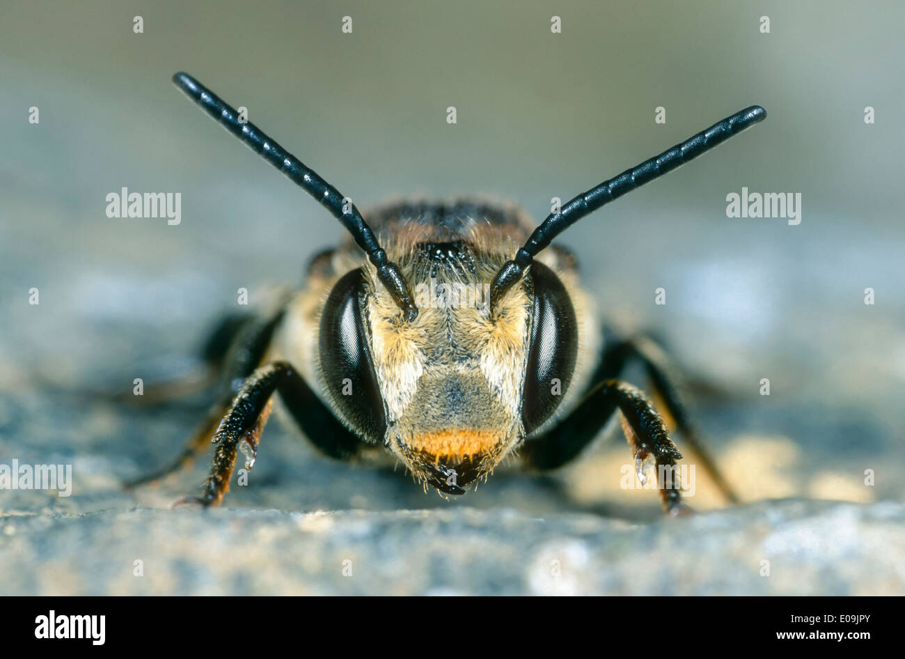 coelioxys conoidea, female Stock Photo - Alamy