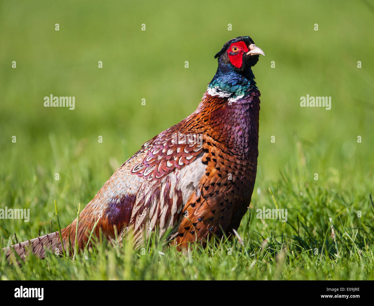 common pheasant, male, phasianus colchicus, germany Stock Photo - Alamy