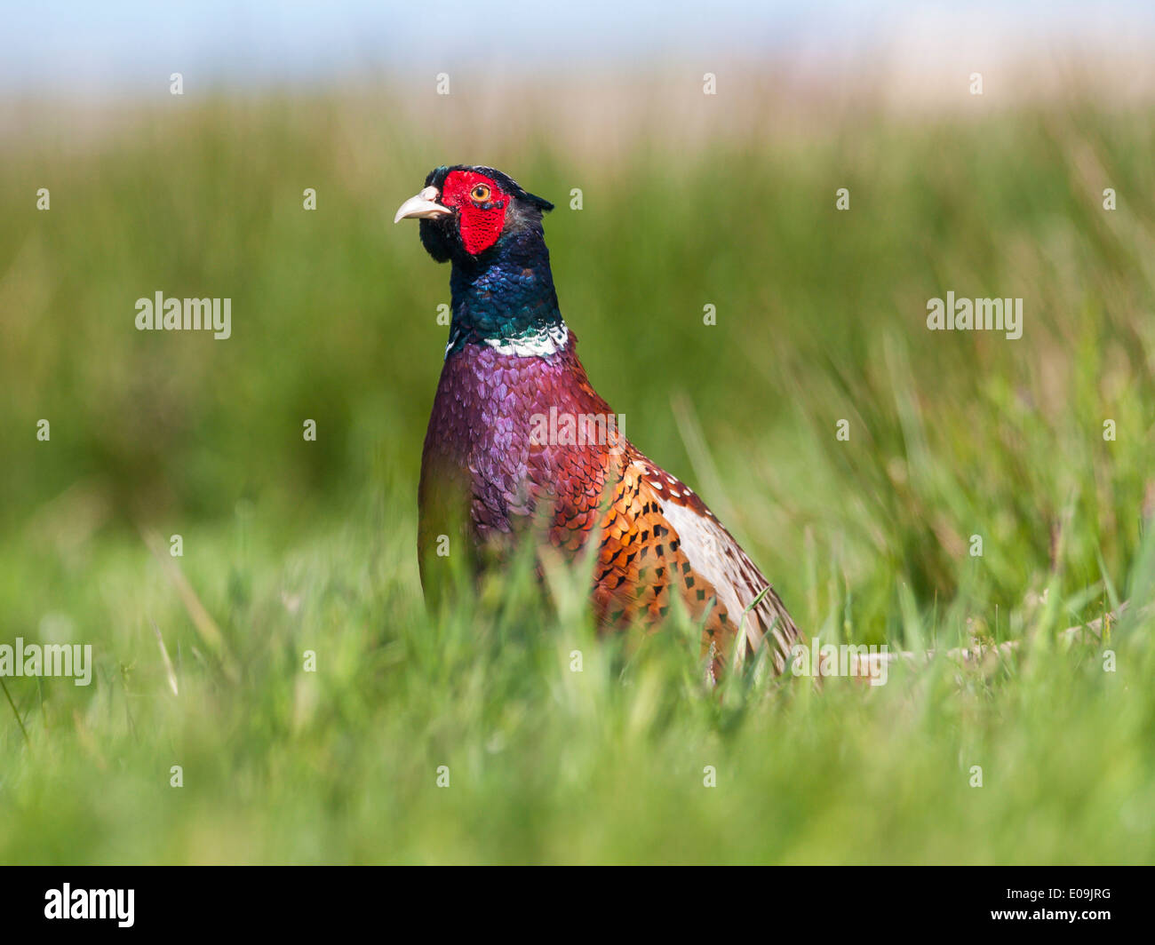 common pheasant, male, phasianus colchicus, germany Stock Photo - Alamy