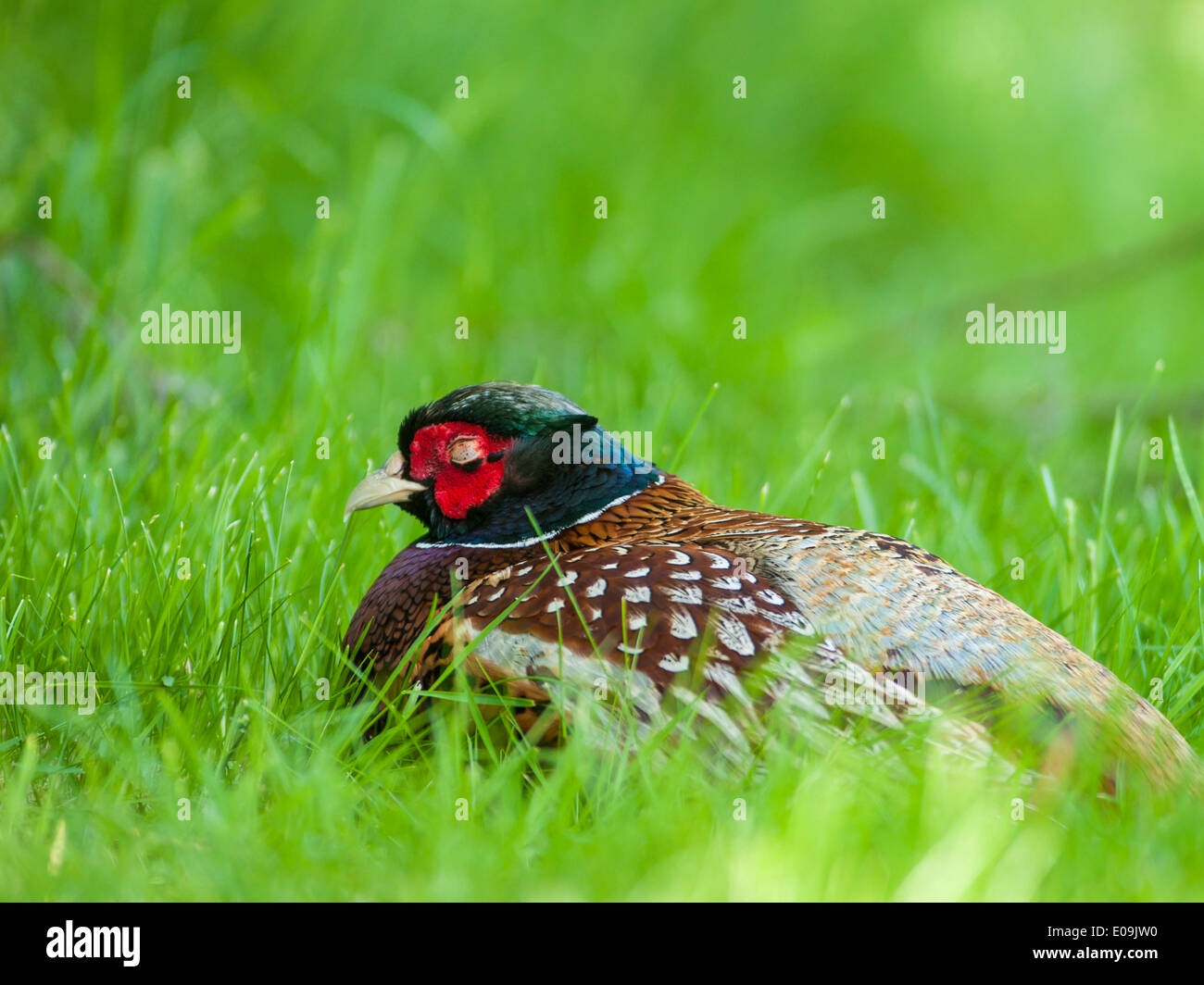 common pheasant, male, phasianus colchicus, germany Stock Photo - Alamy