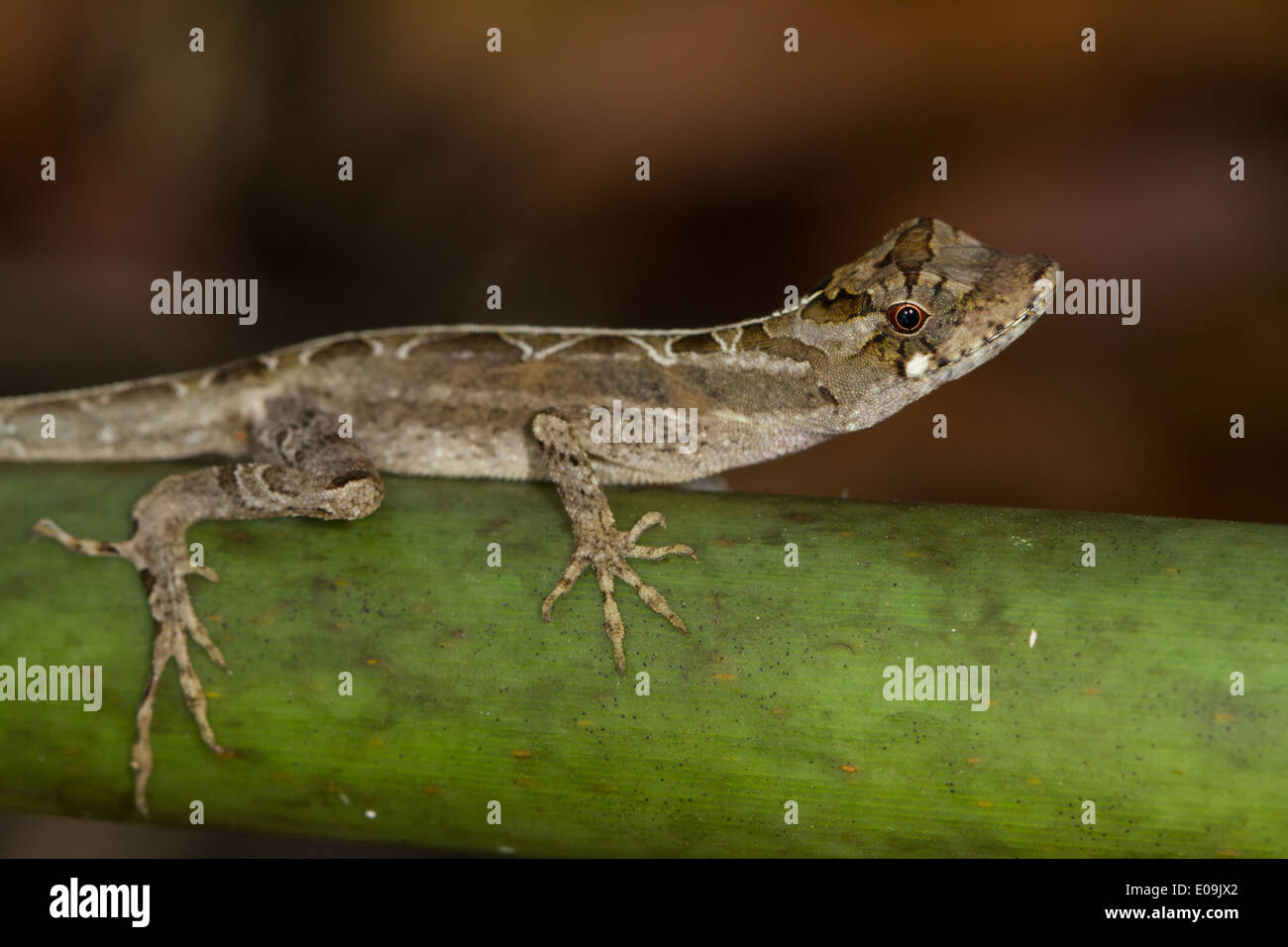 Brown Anole (Norops sagrei Stock Photo - Alamy
