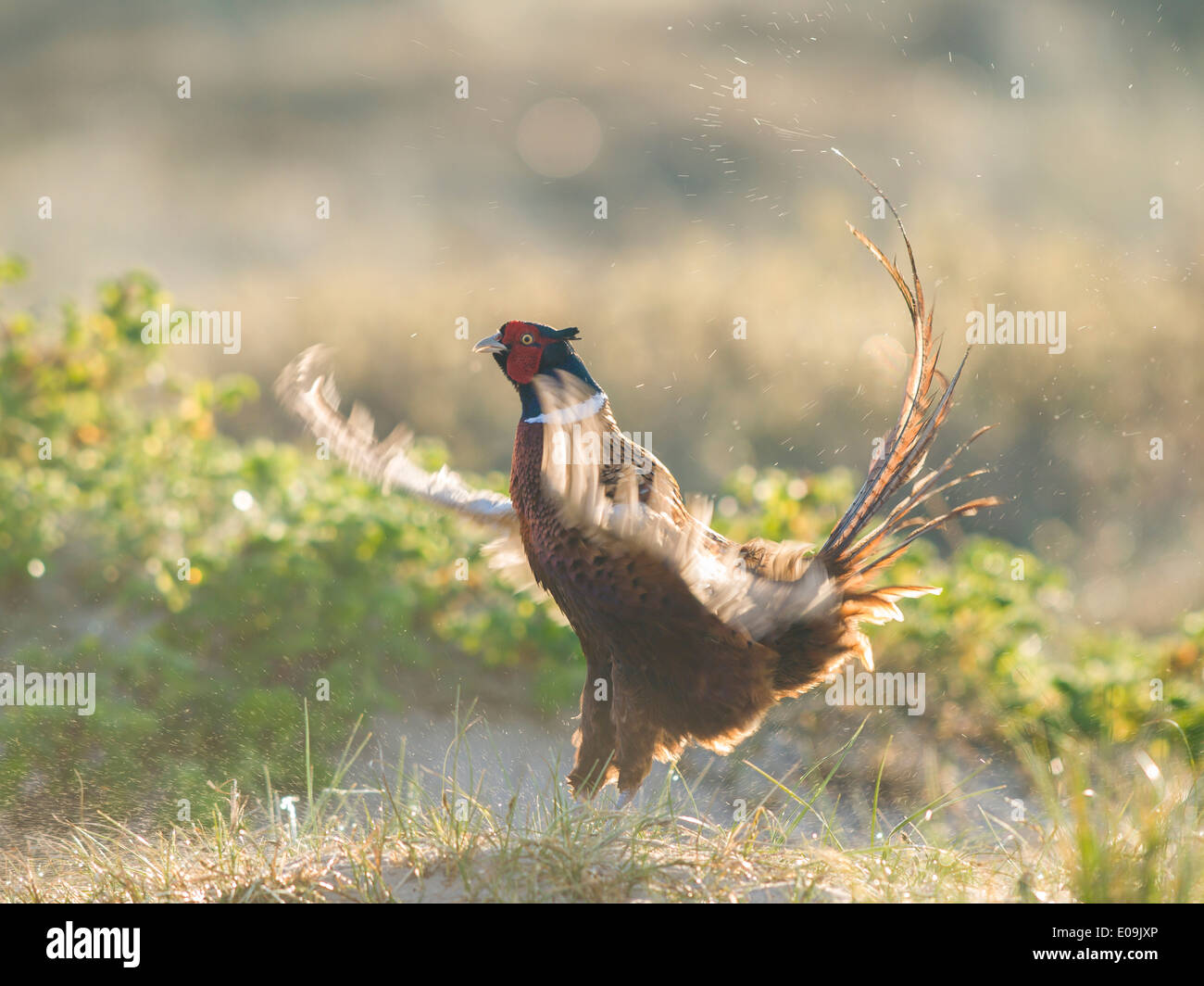 common pheasant, male, phasianus colchicus, germany Stock Photo - Alamy