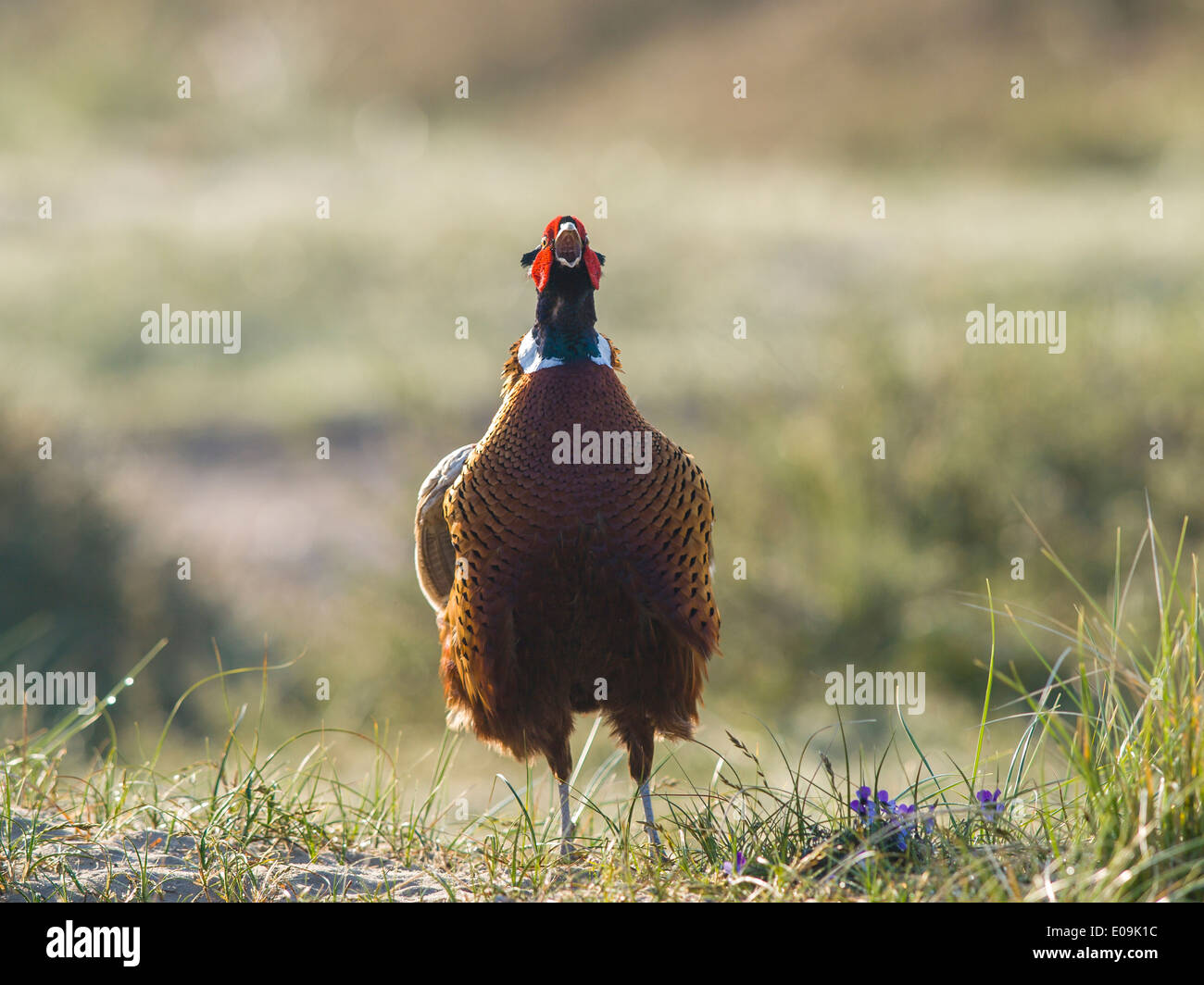 Common pheasant courtship display hi-res stock photography and images ...