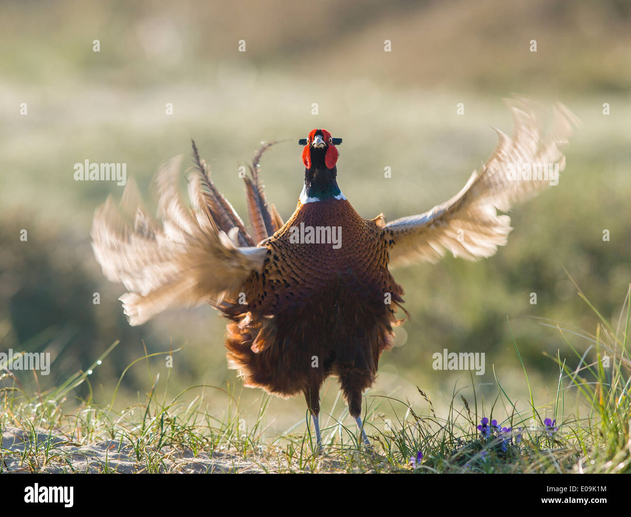 common pheasant, male, phasianus colchicus, germany Stock Photo - Alamy