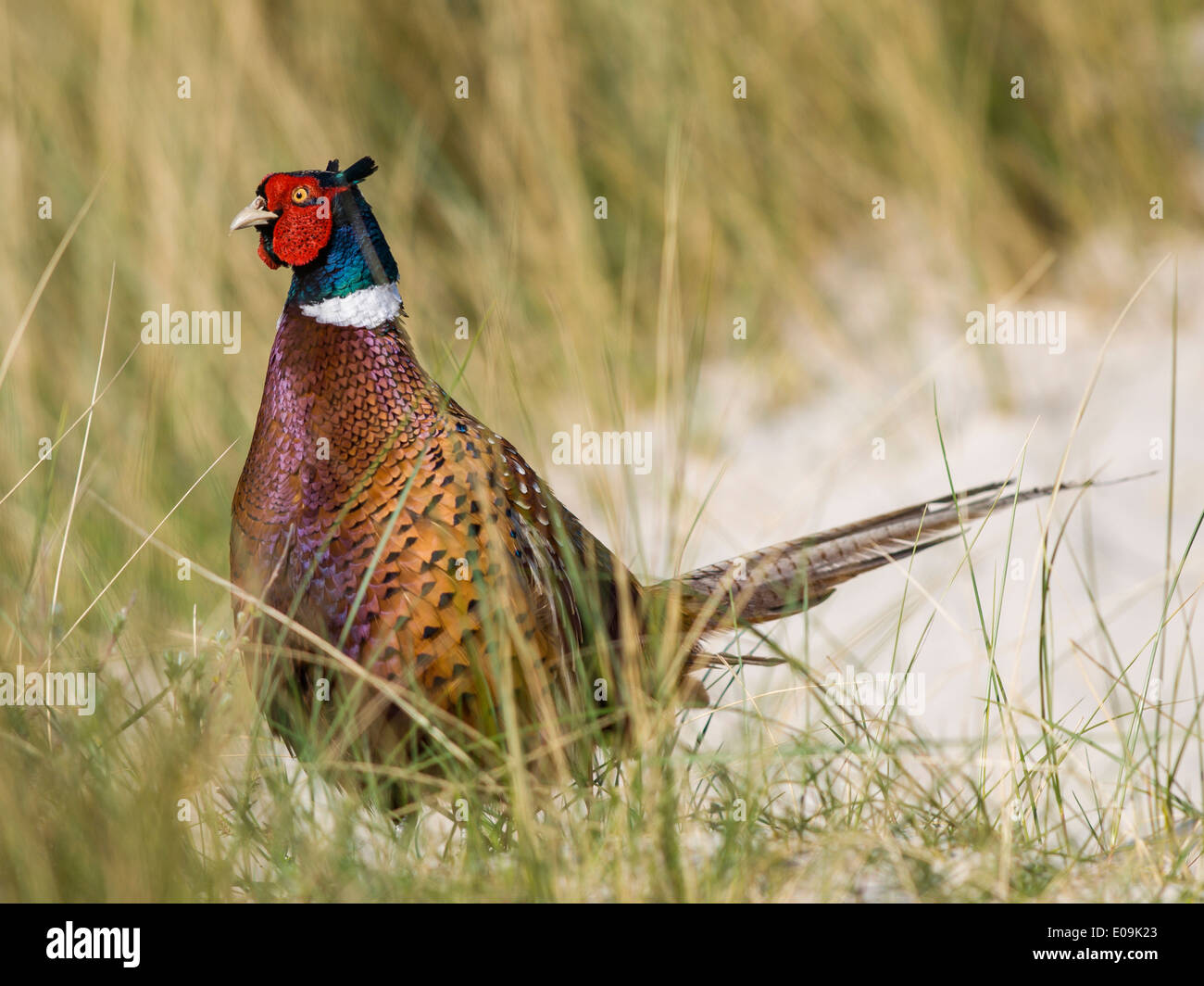 Common pheasant pheasants hi-res stock photography and images - Alamy
