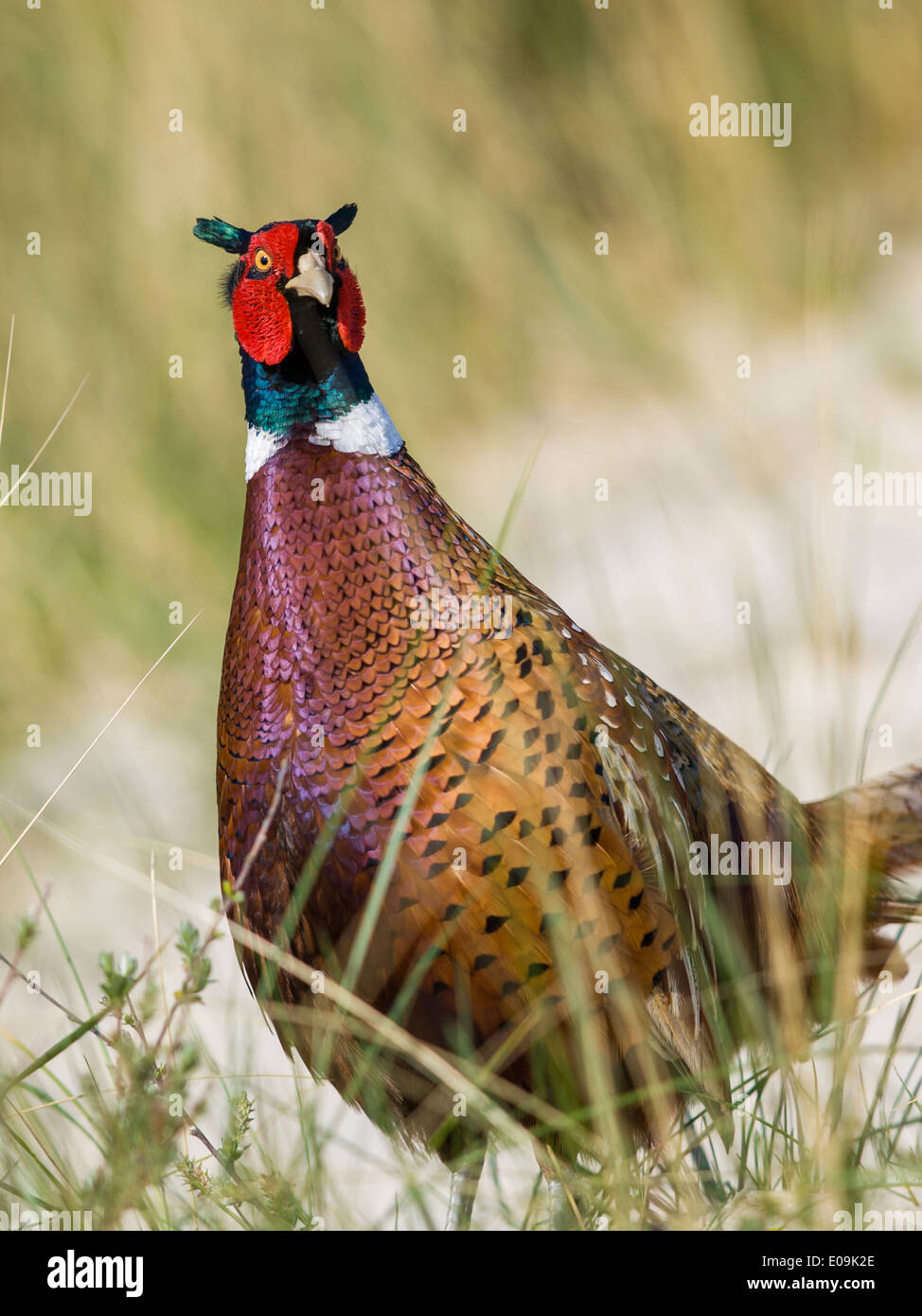 Hiding pheasant hi-res stock photography and images - Alamy