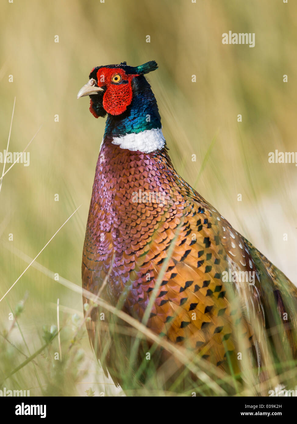 common pheasant, male, phasianus colchicus, germany Stock Photo - Alamy