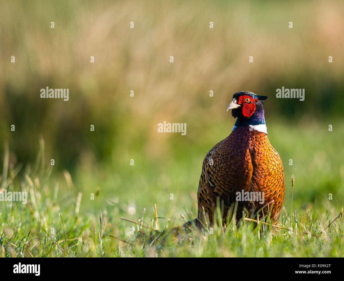 common pheasant, male, phasianus colchicus, germany Stock Photo - Alamy
