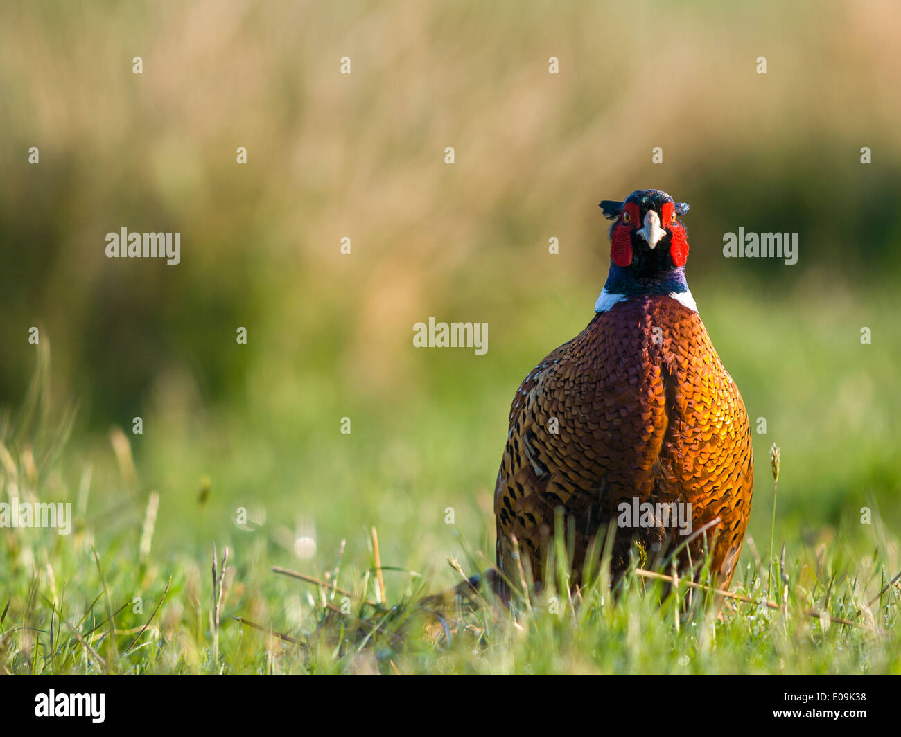 common pheasant, male, phasianus colchicus, germany Stock Photo - Alamy
