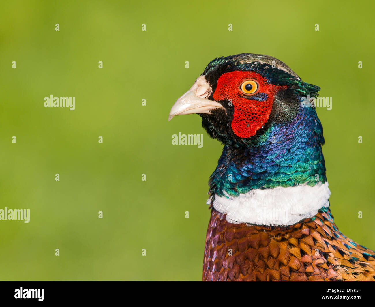 common pheasant, male, phasianus colchicus, germany Stock Photo - Alamy