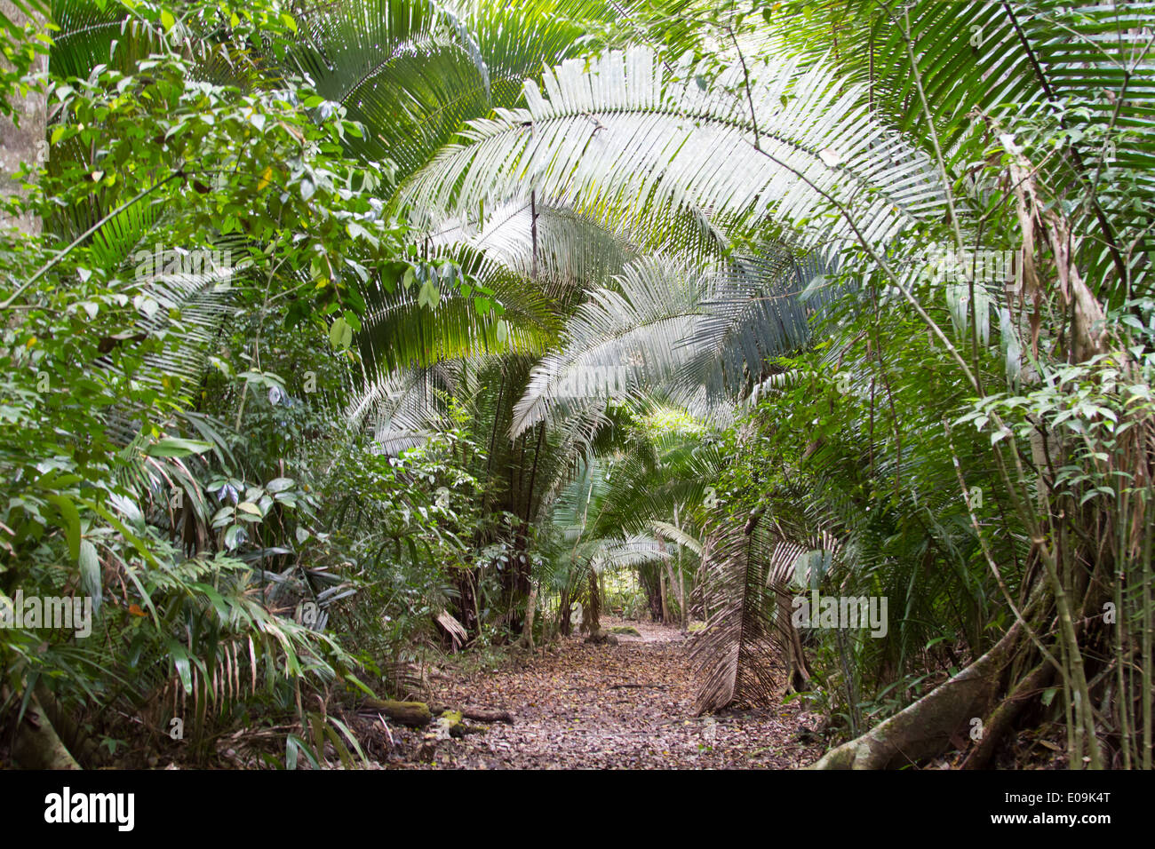 Jungle path hi-res stock photography and images - Alamy