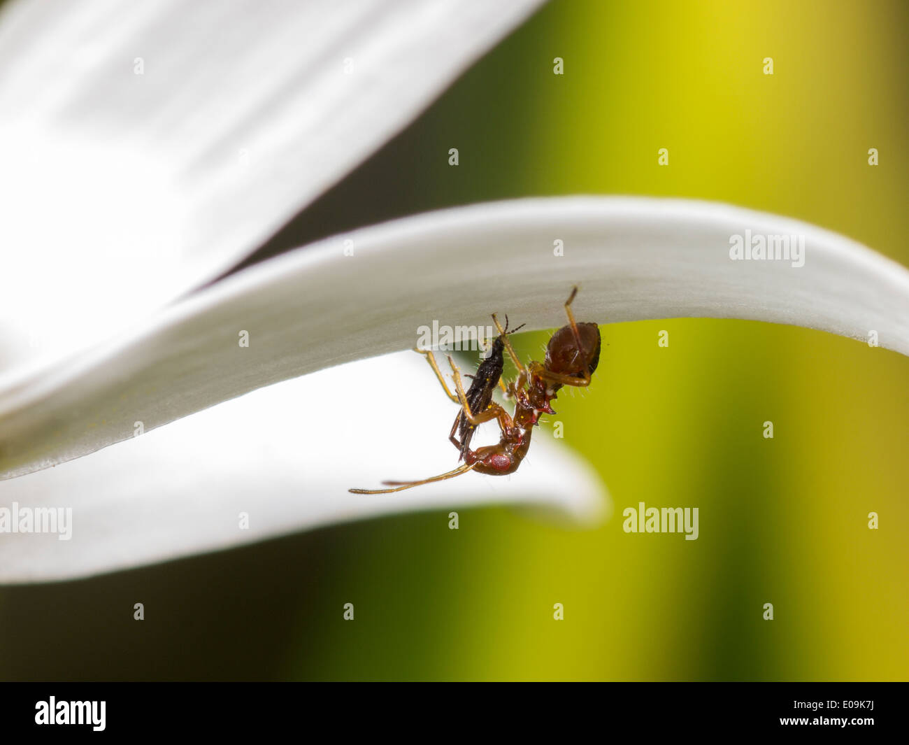 nymph of himacerus mirmicoides on oxeye daisy blossom with captured ...