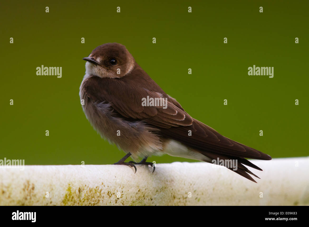 Ridgways High Resolution Stock Photography and Images - Alamy