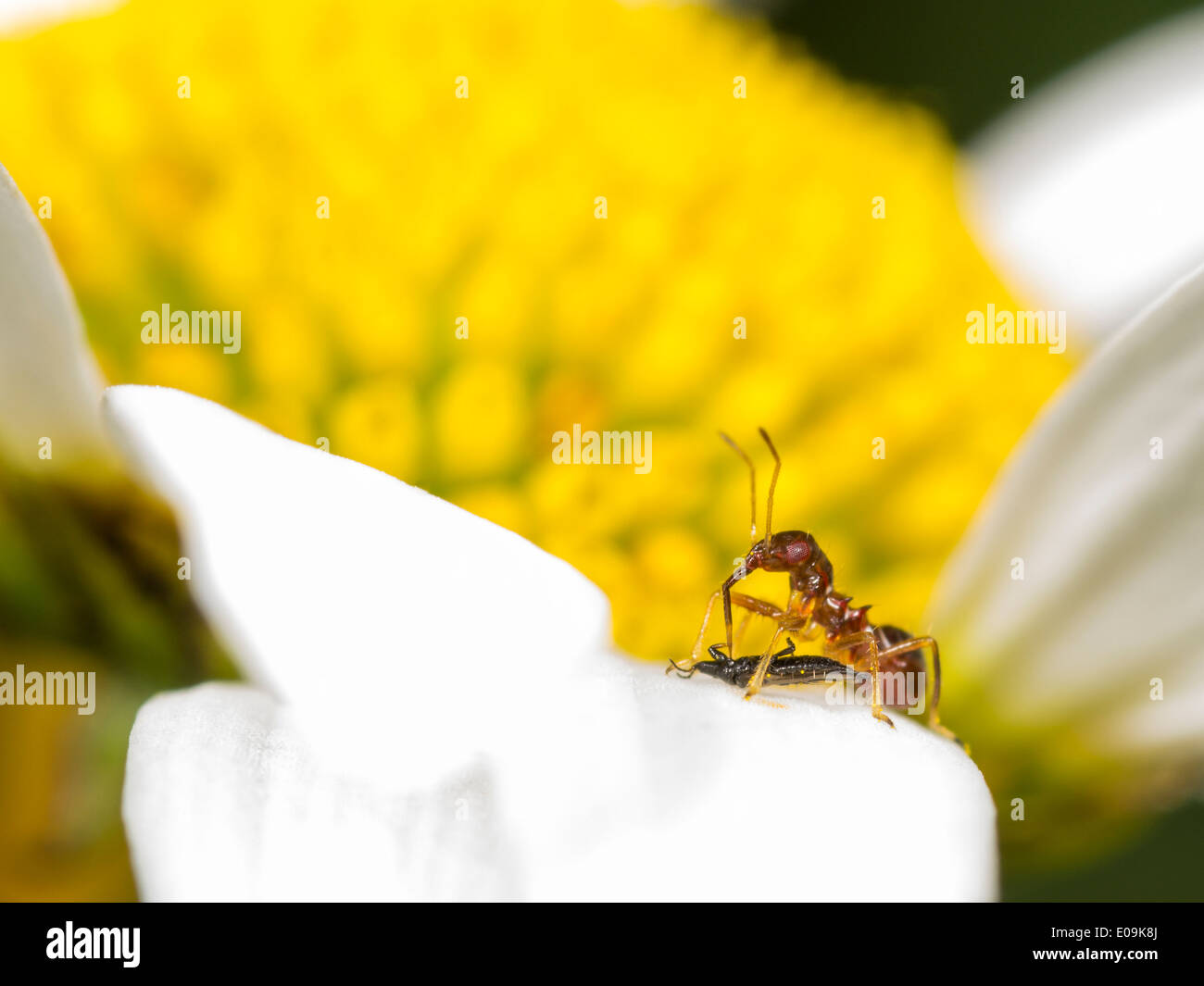 nymph of himacerus mirmicoides on oxeye daisy blossom with captured ...