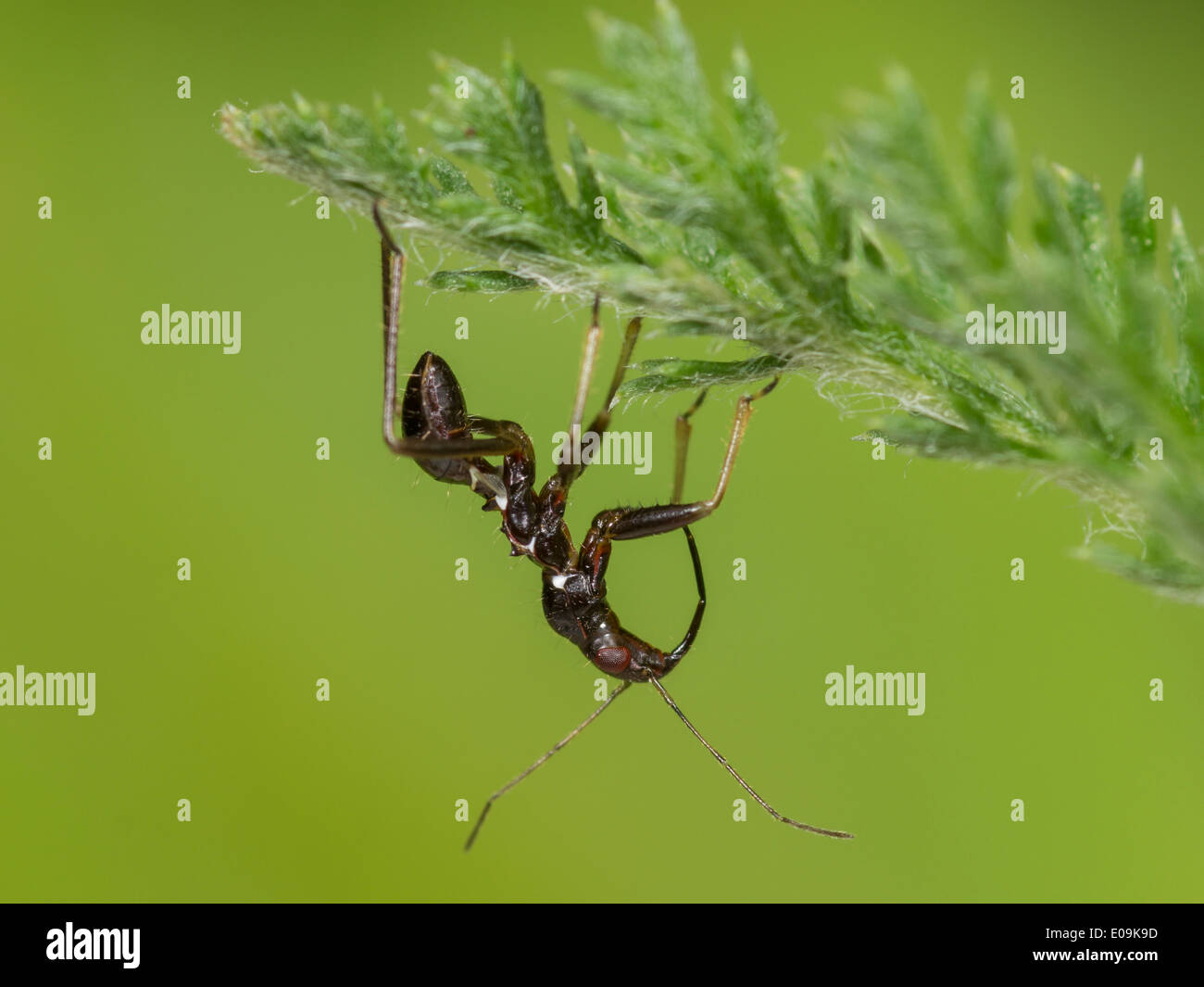 old nymph of himacerus mirmicoides on common yarrow (achillea ...