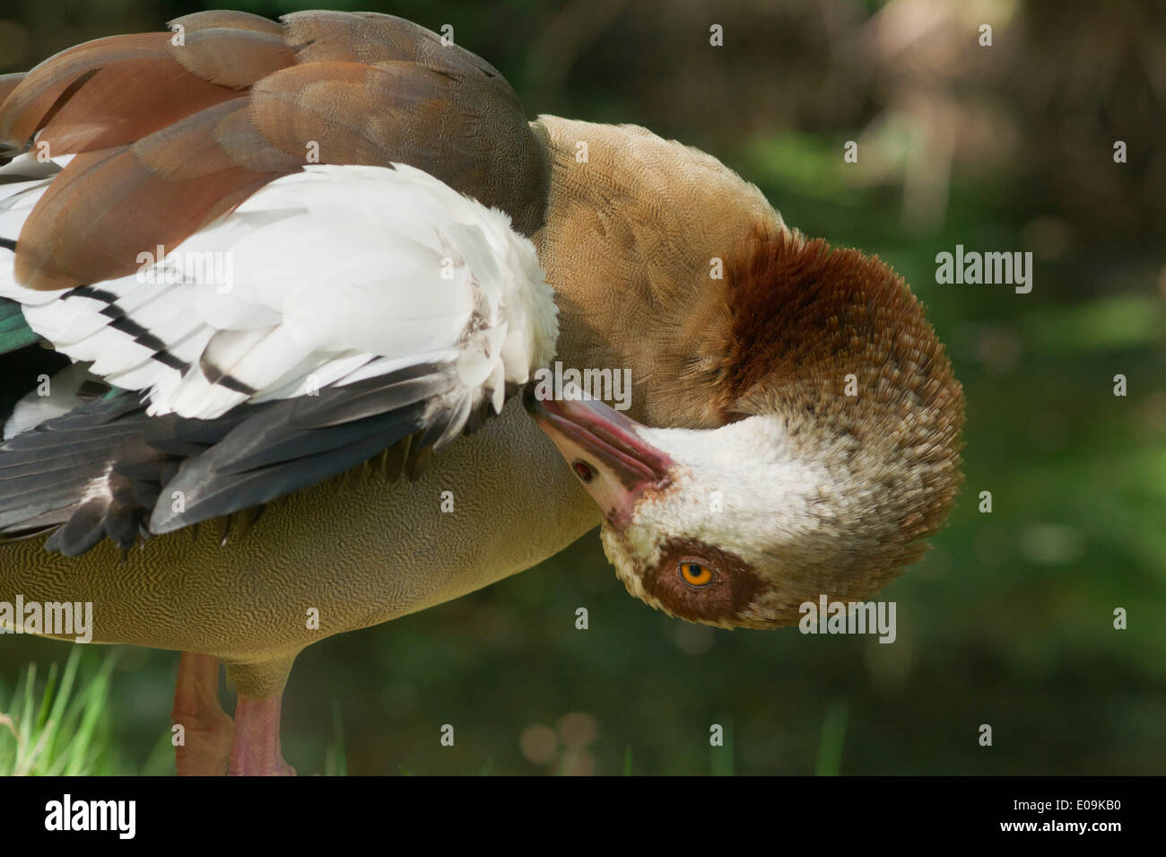 An Egyptian Goose tending its feathers Stock Photo - Alamy