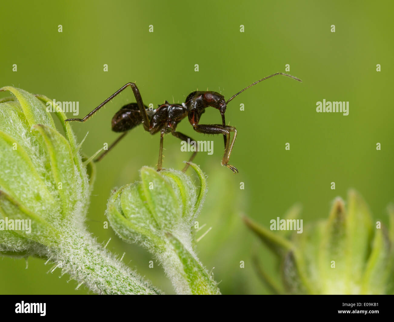 Hawksbeard blossom hi-res stock photography and images - Alamy