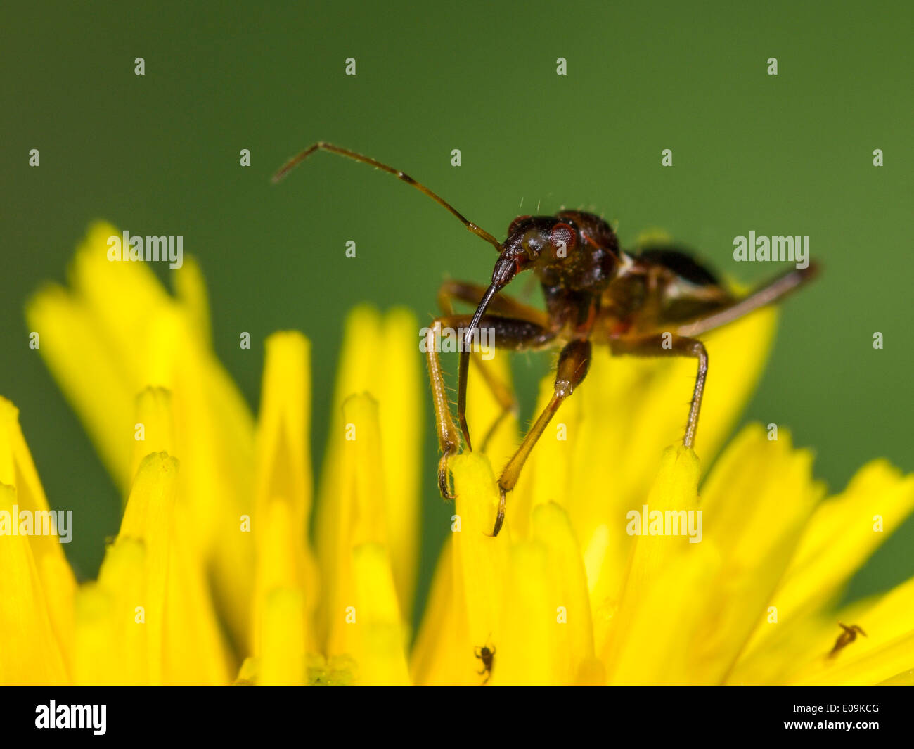 old nymph of himacerus mirmicoides on hawksbeard blossom (crepis Stock ...