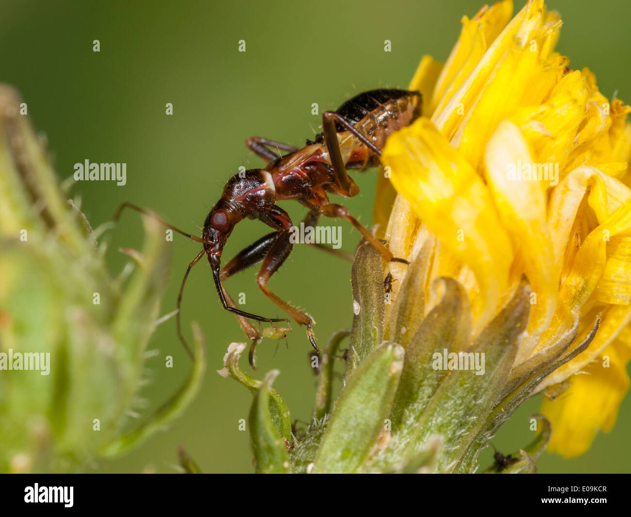 old nymph of himacerus mirmicoides on hawksbeard blossom (crepis Stock ...